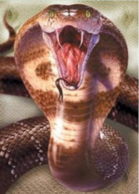 Cobra regala(Naja hannah) | naturalover