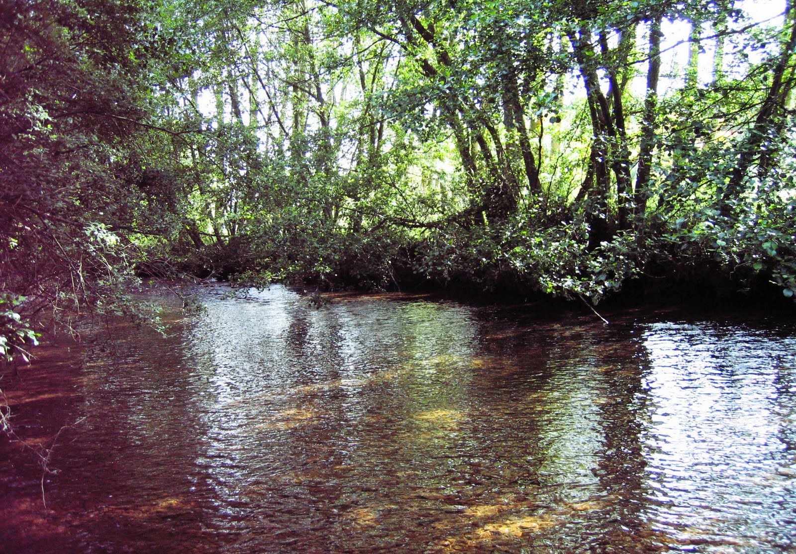 IMAGENES DE PESCA: CUANDO TODOS LOS RIOS VIENEN ALTOS, QUEDA EL RIO TUERTO