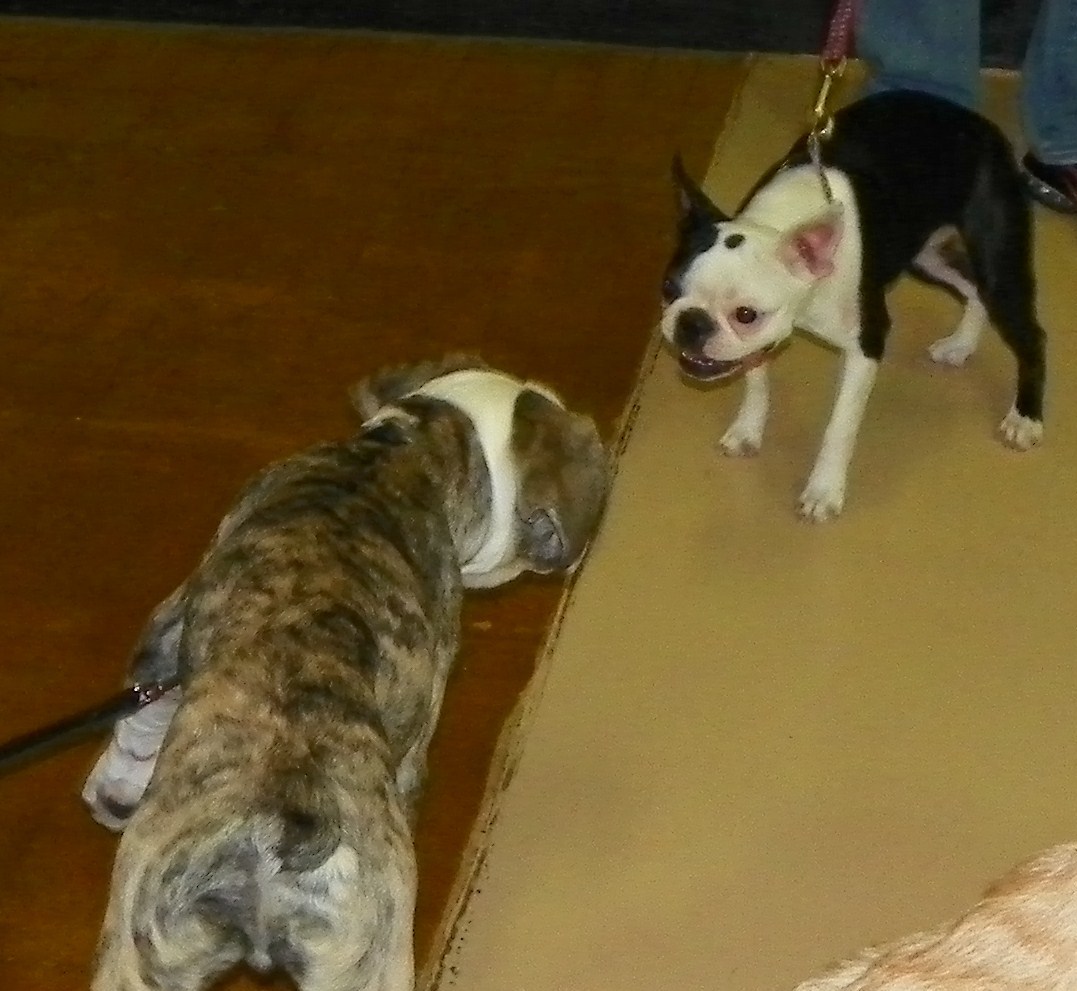 ~Canine Capers~: Tinker Belle Turns Cujo! How to control lunging and ...