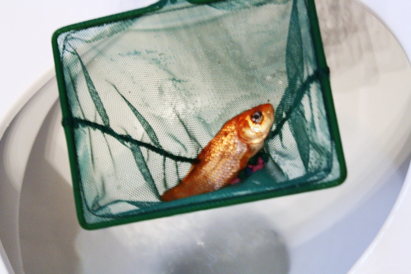 Elena Marshelle: Fish Funeral