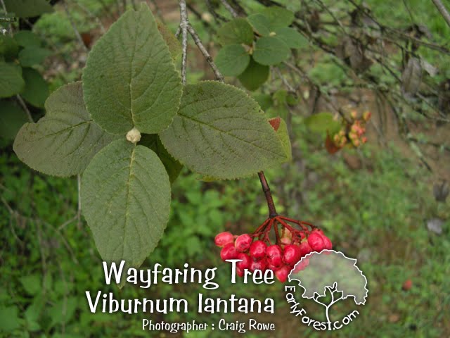 Early Forest : Tree Photography and Information: Photo : Wayfaring Tree ...