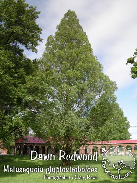 Early Forest : Tree Photography and Information: Photos: Dawn Redwood Tree