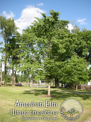 Early Forest : Tree Photography and Information: Photo : American Elm Tree