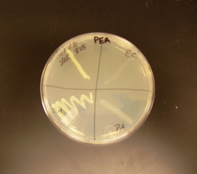 Microbiology: September 2008