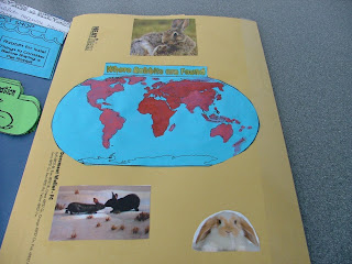 Have Fun - Live Life: Rabbit lapbook (HOAC)