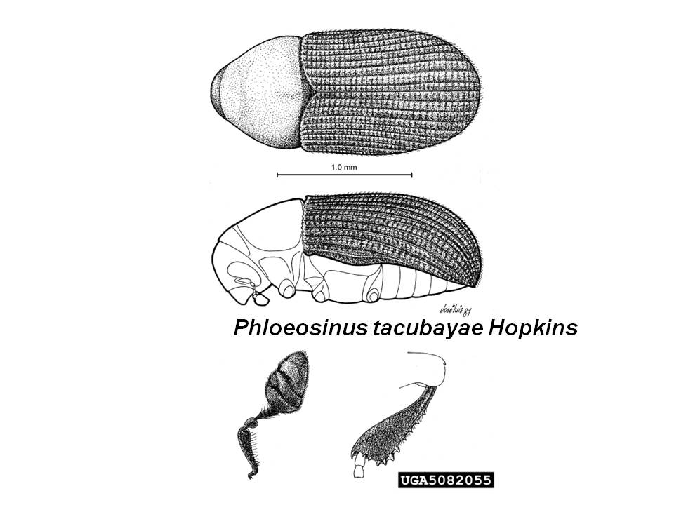 ENTOMOLOGIA FORESTAL ANGEL TORRES: noviembre 2010