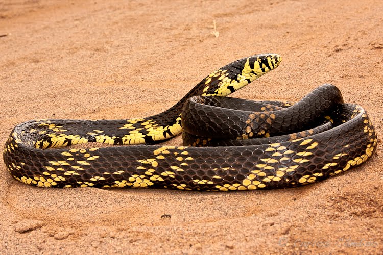 Anfíbios e Répteis do Brasil: Spilotes pullatus (Linnaeus, 1758)