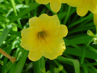 Gardening and Flowers: Yellow Lily