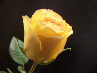 Gardening and Flowers: Yellow Rose