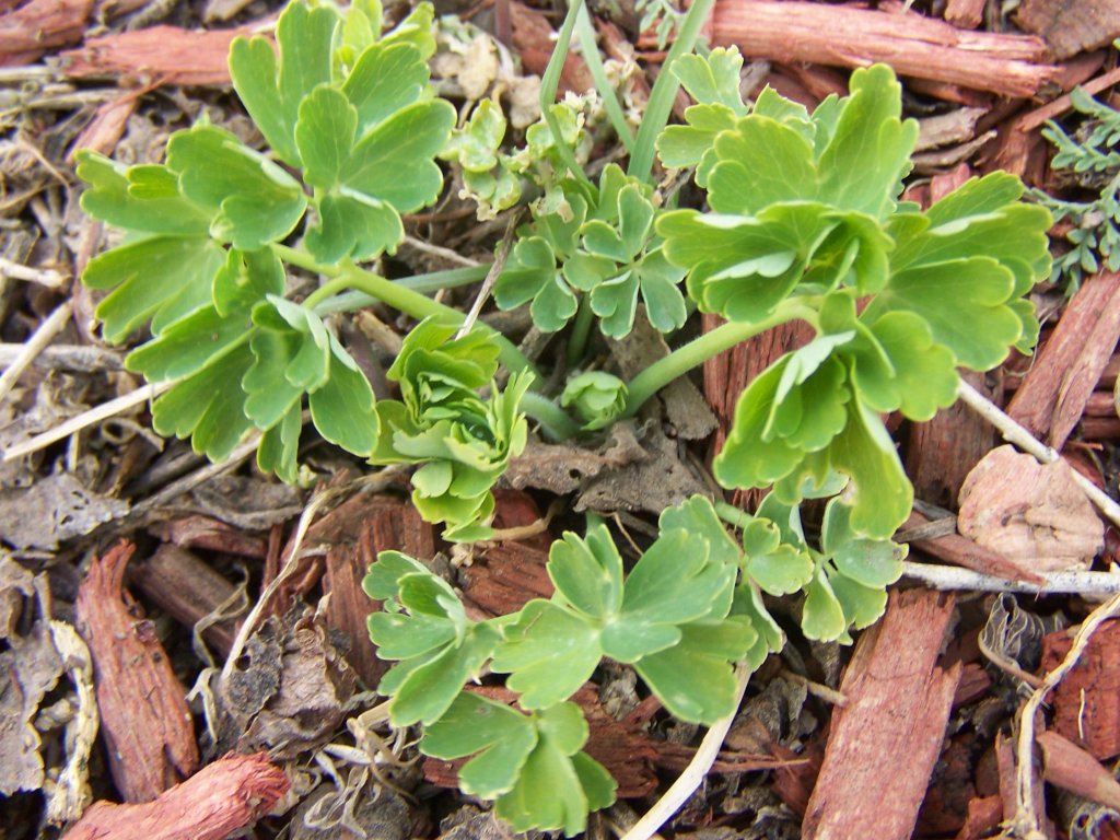 Gardening and Flowers: Columbine