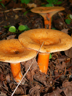 Toimetused köögis: Marineeritud- ja paneeritud kuuseriisikad