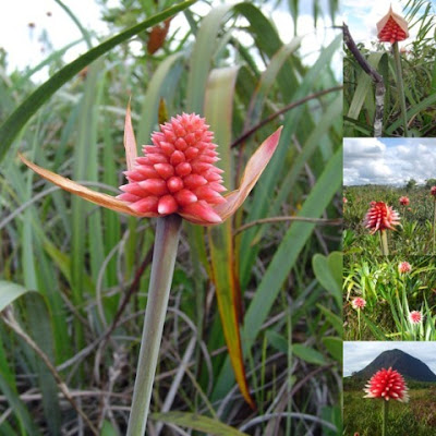 RED UNIDOS INIRIDA (GUAINIA)