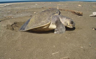 Tierra Pacifica: WWF - Turtle Conservation in Junquillal