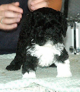 MischyfPaws: Meet President Obama Family Dog - BO