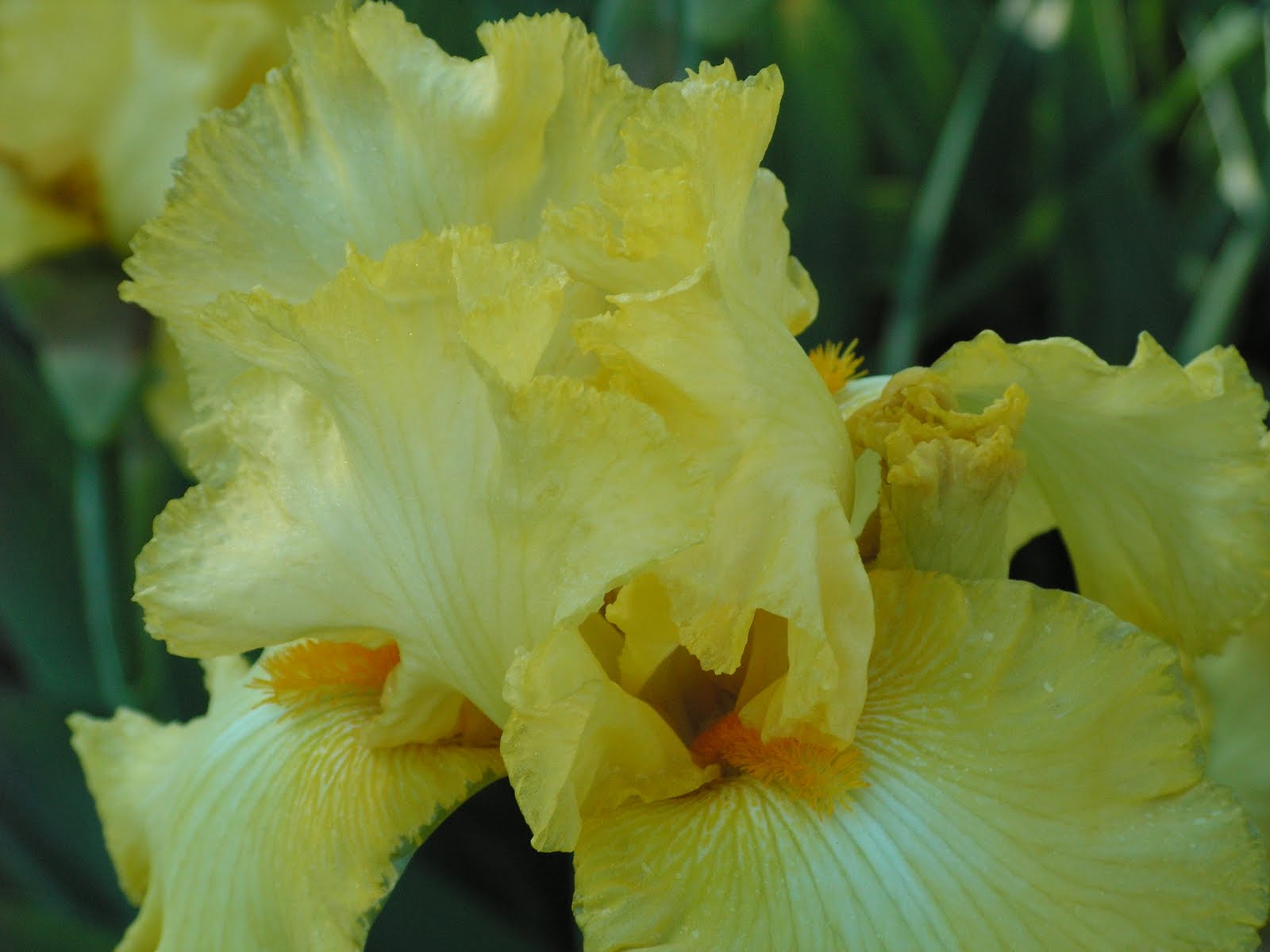Muum's Musings: Iris week - how many shades of yellow are there?