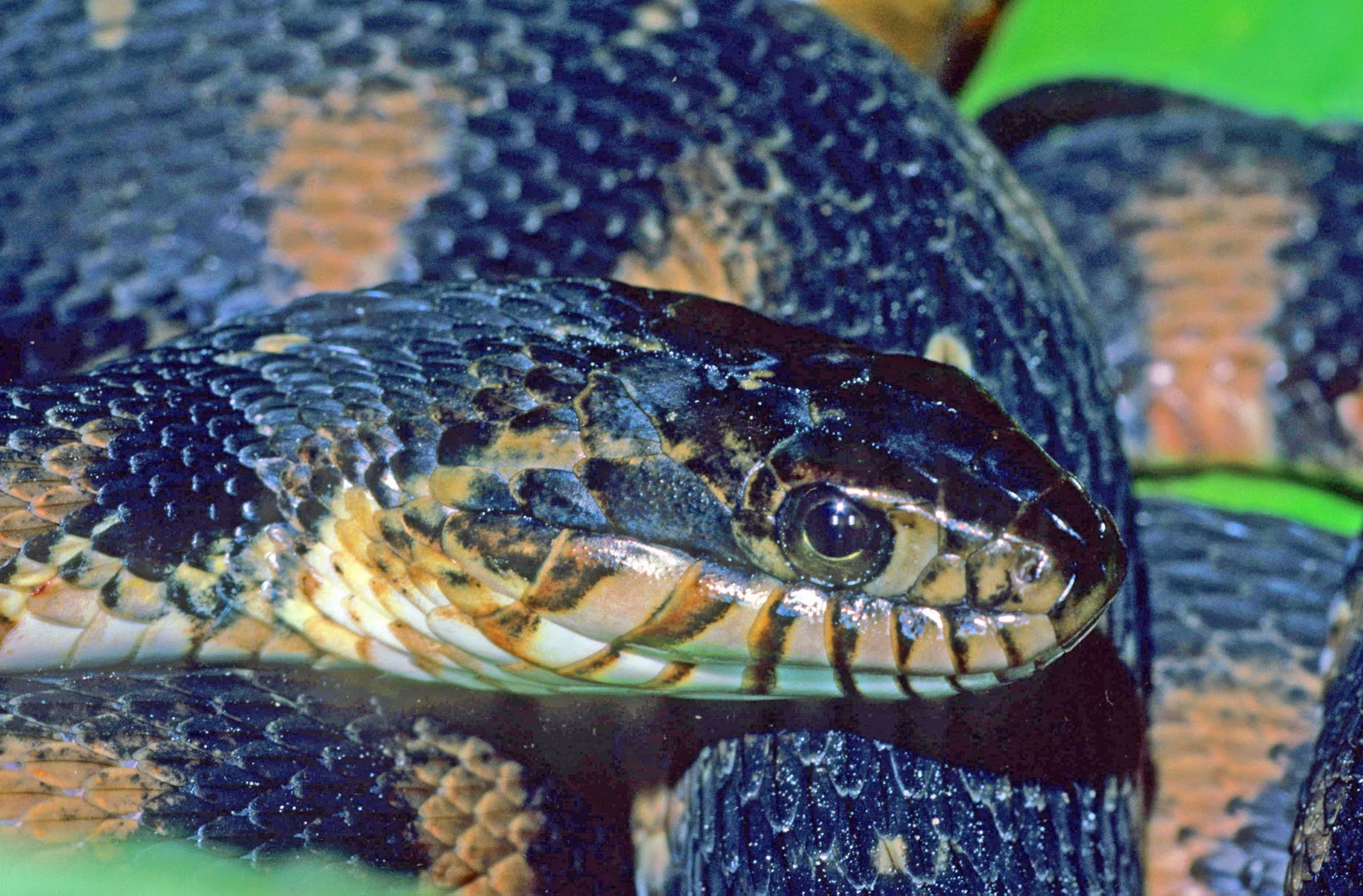 Serpent Research: Introduced Nerodia In California