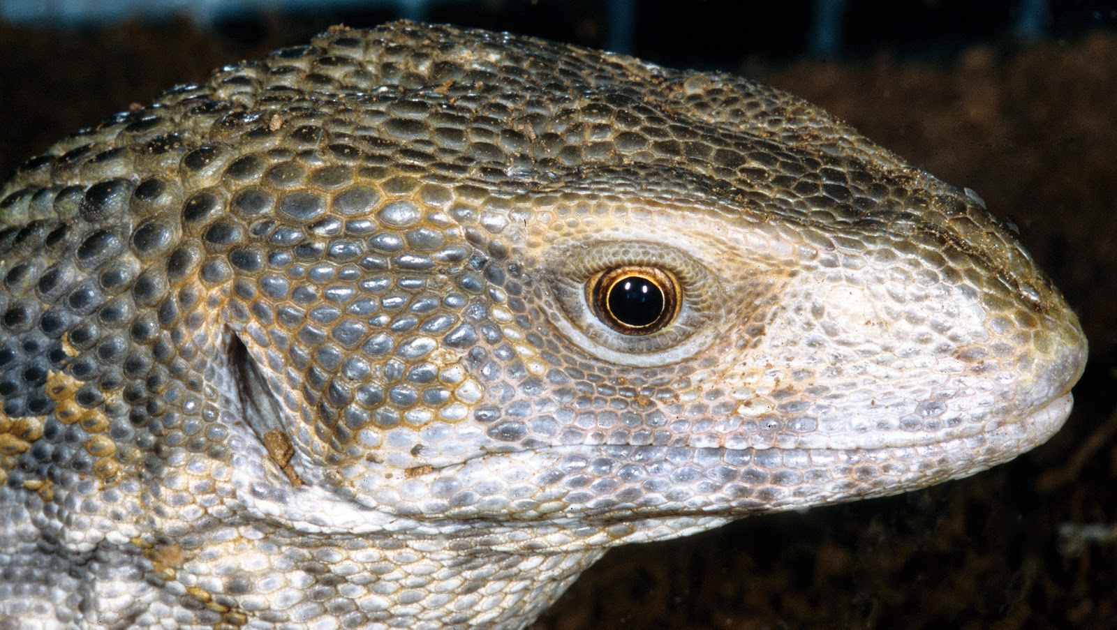 Serpent Research: Egyptian Monitor Lizard Fossils Support an African ...