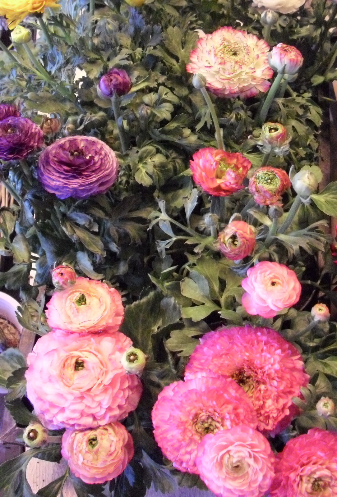 Blomstersmia: Ranunkler