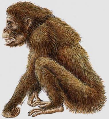 Il Blog di Antonio Nicolò: L'ERA DEL DRYOPITHECUS