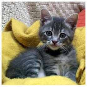 rigino molae: donde esta juanperez????