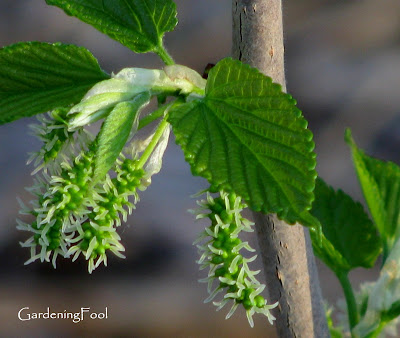 Gardening Fool: Dwarf Geraldi Mulberry Tree