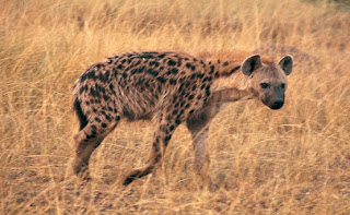 Tipos de animales^^: Hienas