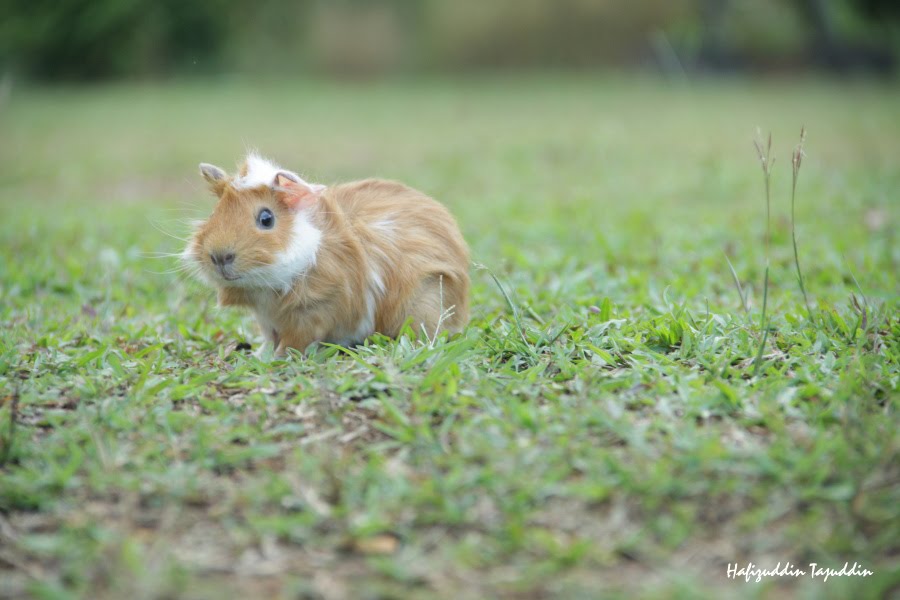 Mystery: Tikus Belanda, Hamster atau G-Force?