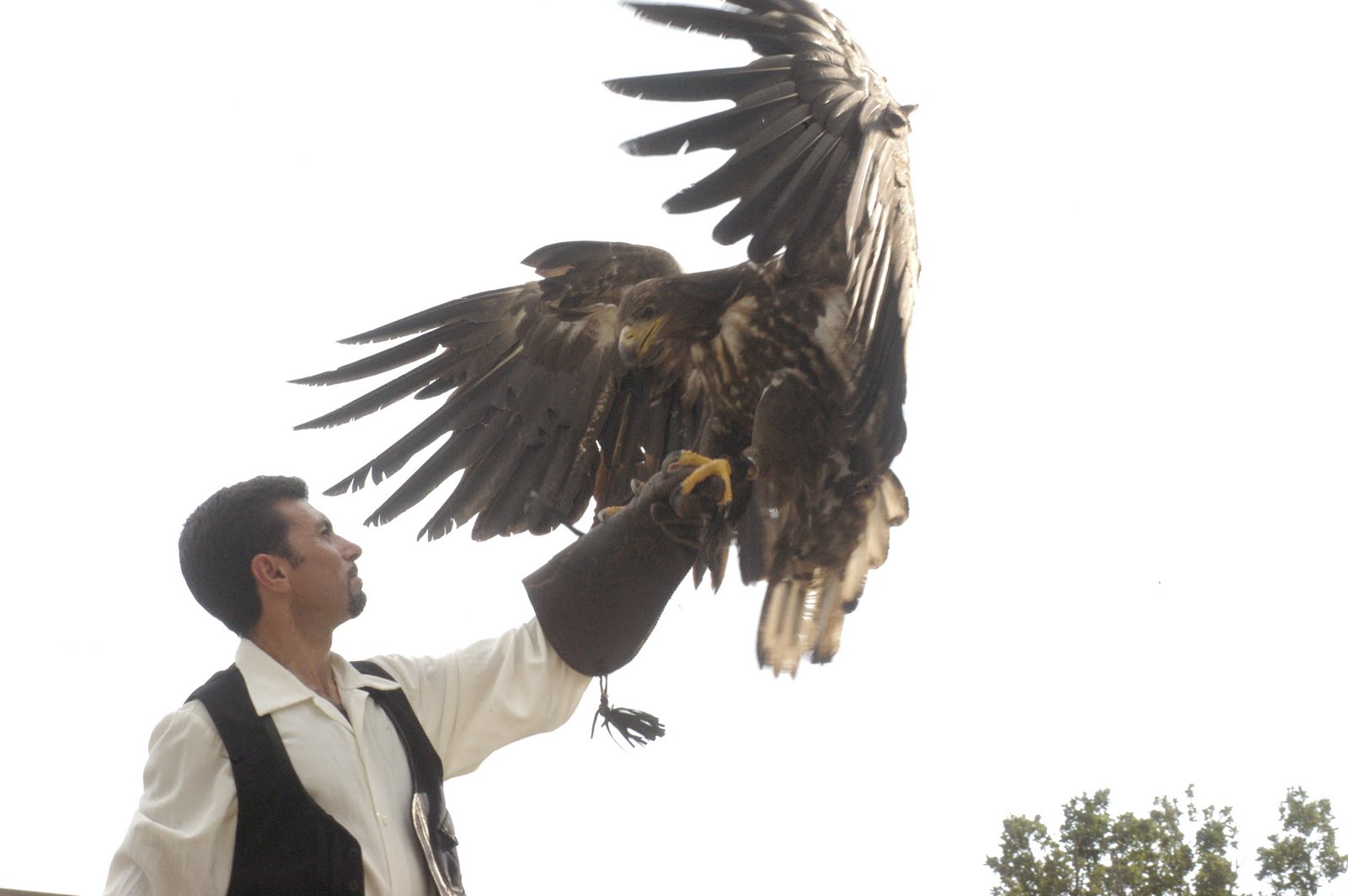 News Campania - La Notizia: un cuore un 'arte da falconiere