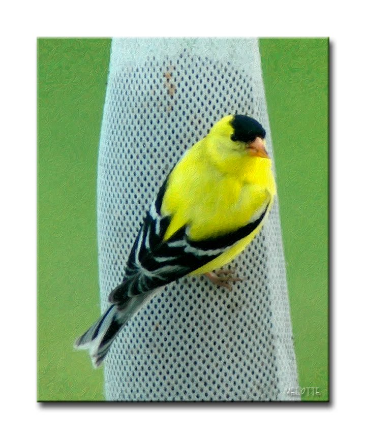 Grinders Island: Why is bird poop white?