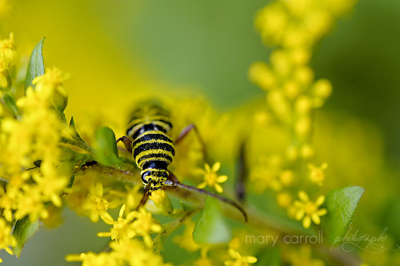 Little Red House: Mosaic Monday: Goldenrod