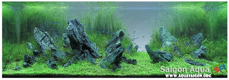 My-Aquatic World: ADA International Aquatic Plants Layout Contest ...