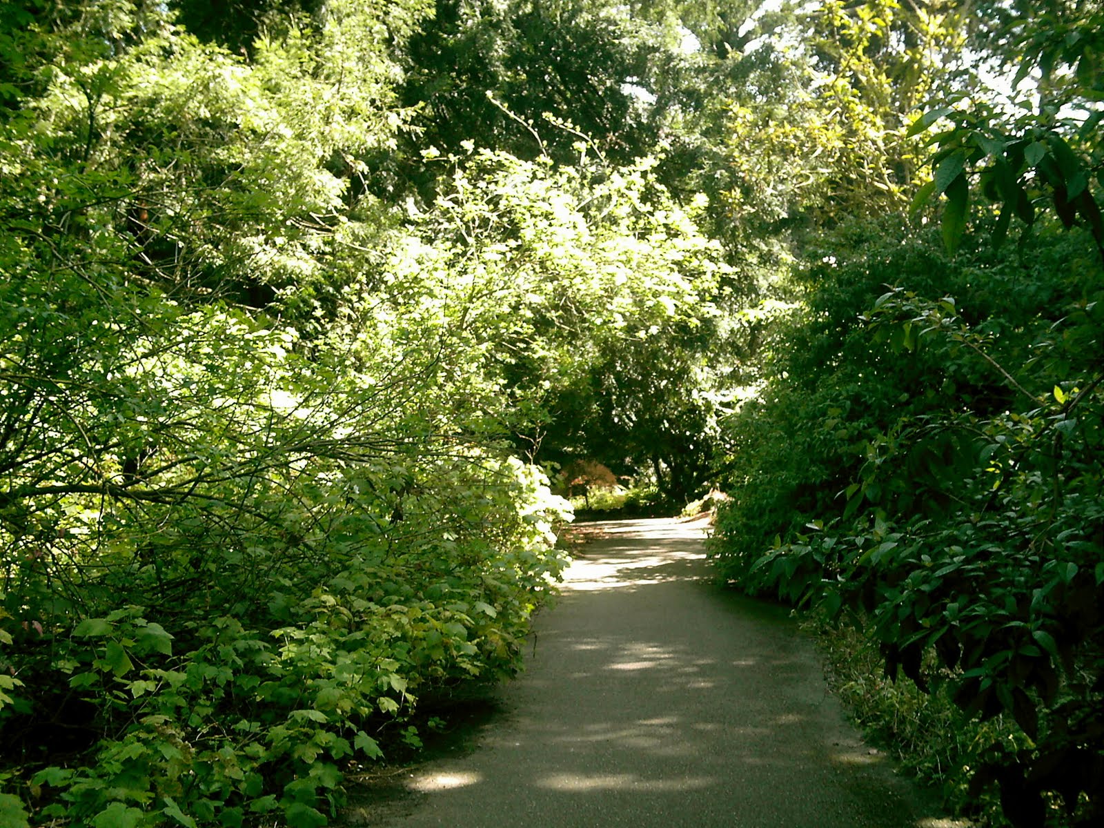 Lush Green Pathways @ The Botanical Gardens