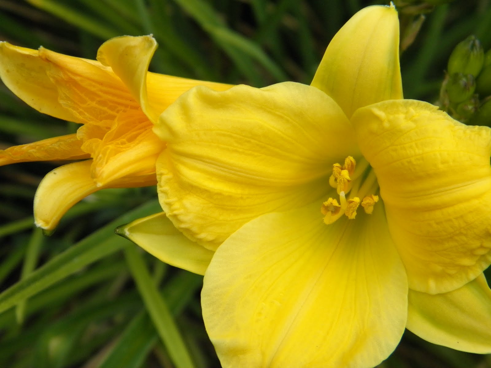 Mellow Yellow Monday - Garden Flowers