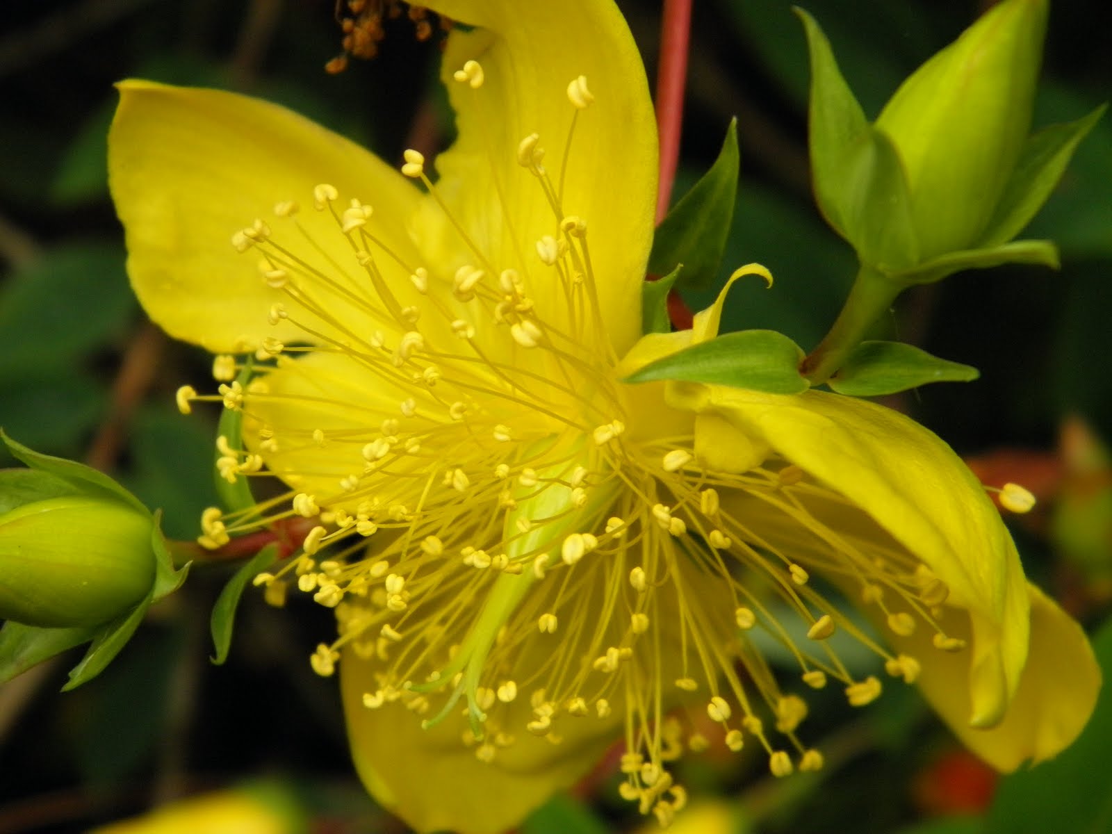 Mellow Yellow Monday - Garden Flowers