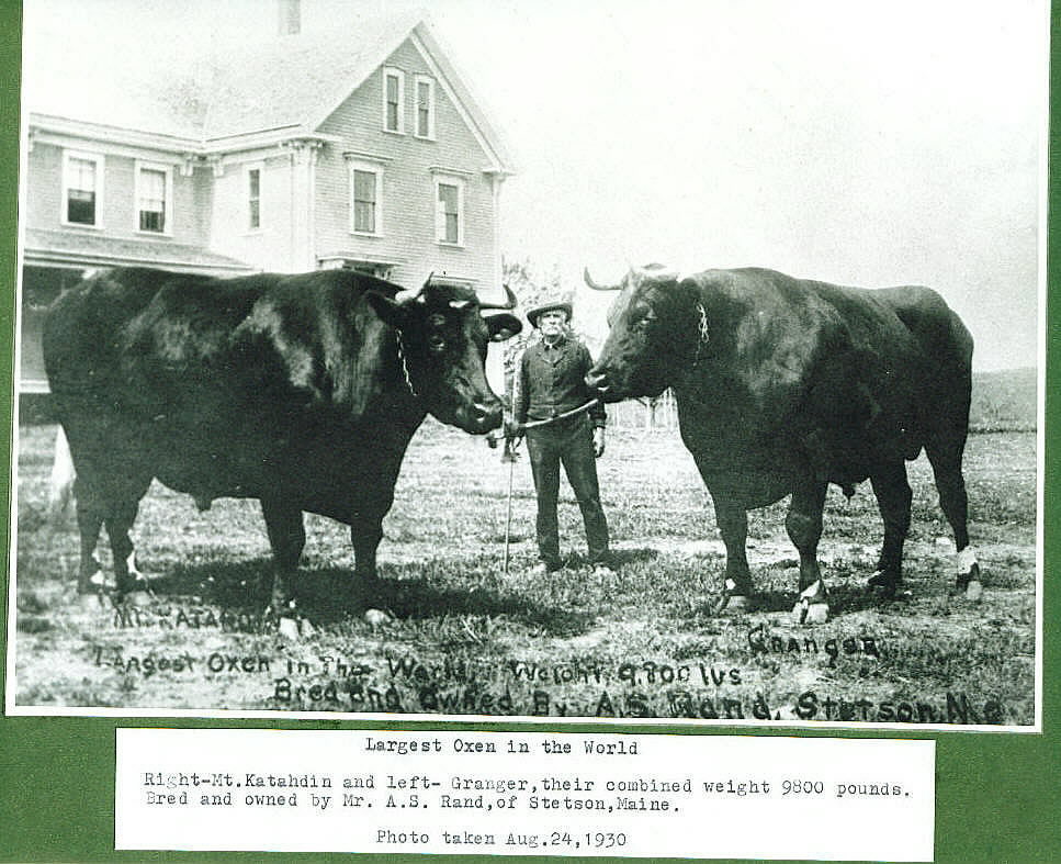 Handhorseman: Largest Ox In The World Of 1930