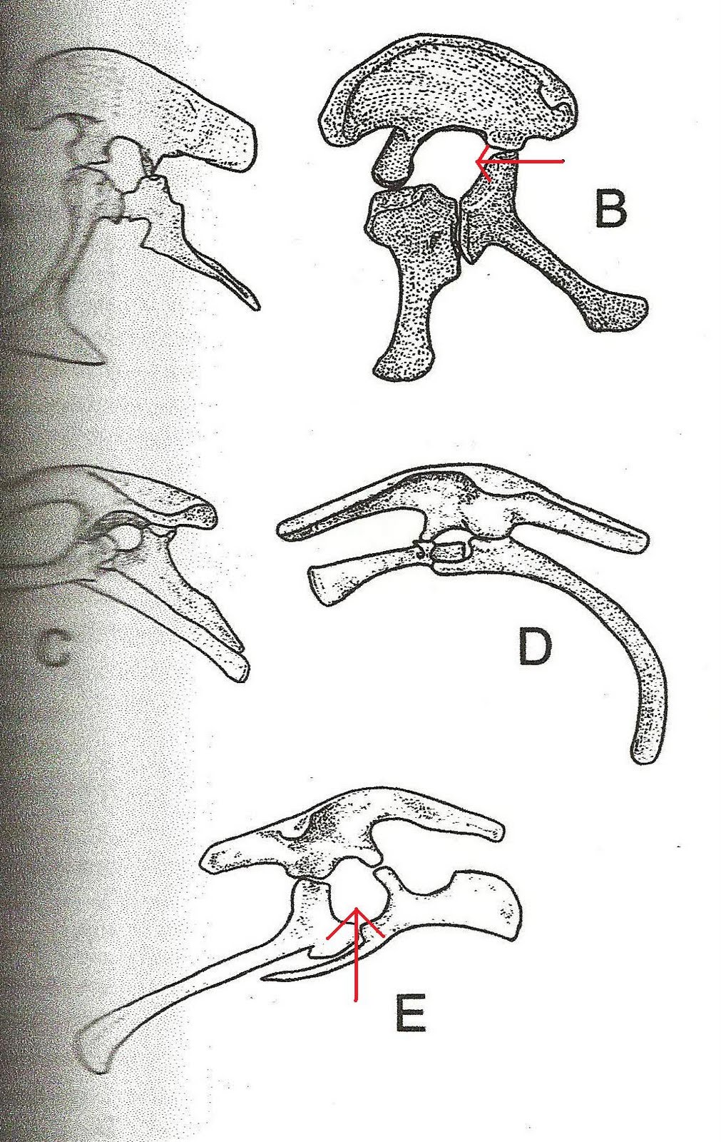Hochemon2008's Blog: Why Dinosaurs are not just big lizards, Part 3