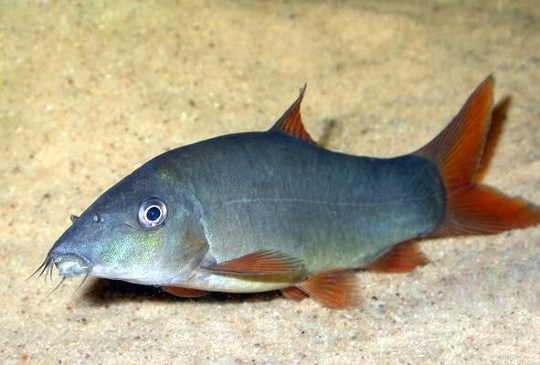 allaquarium: ปลาหมู