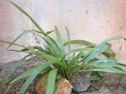 scienceworld 2: Medicinal Plant