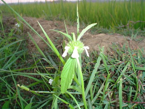 scienceworld 2: Medicinal Plant