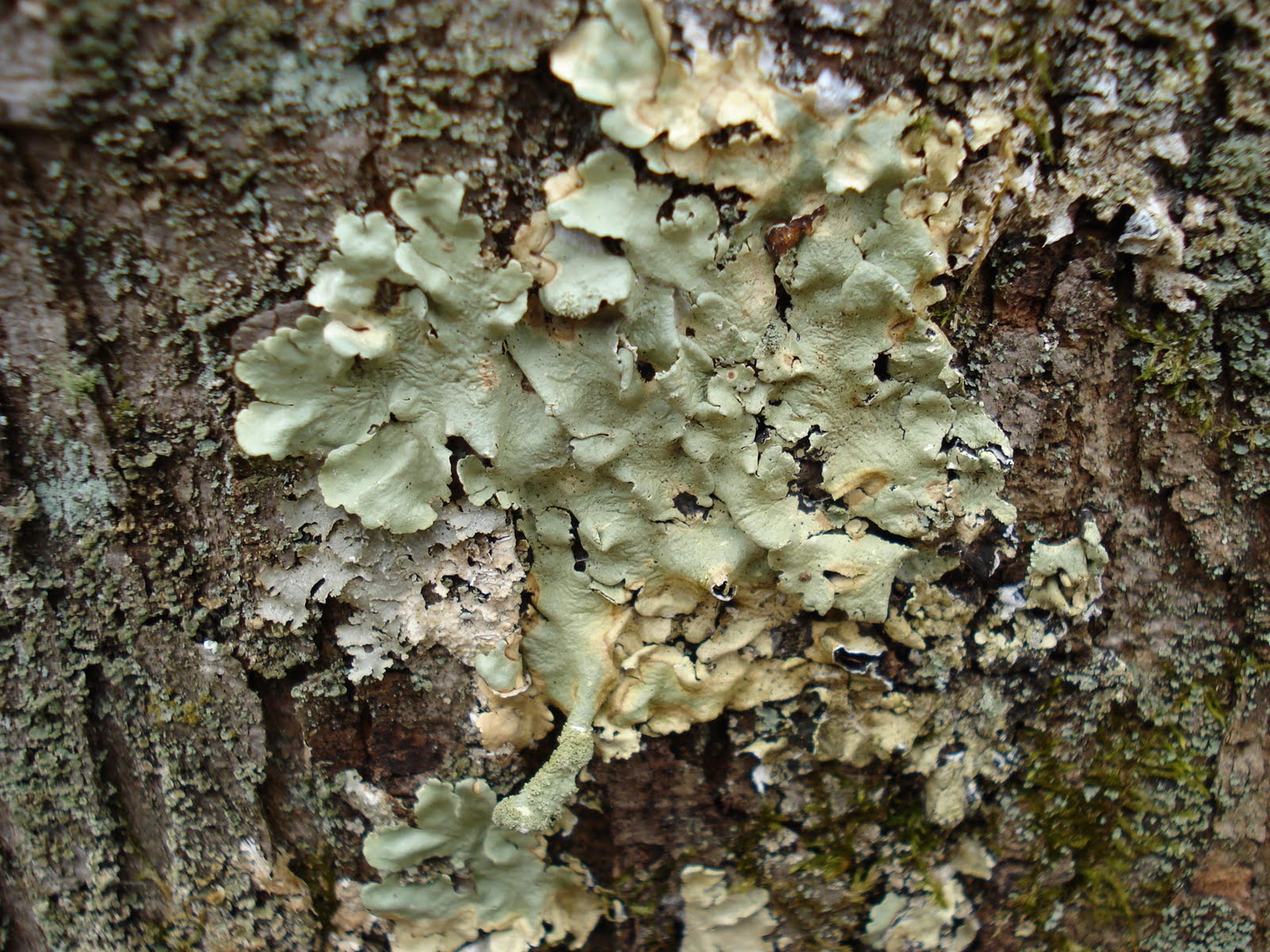 There's a Fungus Among Us: I'VE TAKEN A LIKIN' TO LICHENS