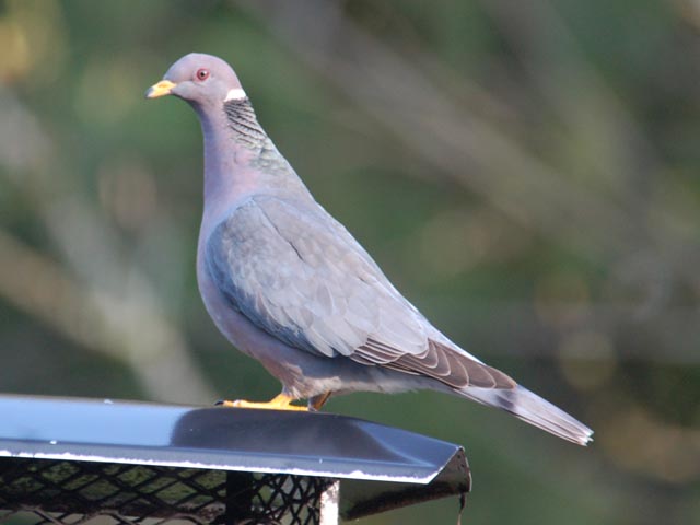 Birds: Band-Tailed Pigeon