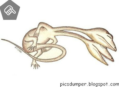 Pics Dumper: Malformations in animals (pictures)