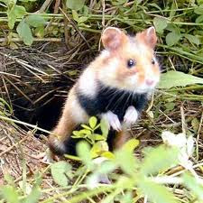 한 혁 윤: Descriptive