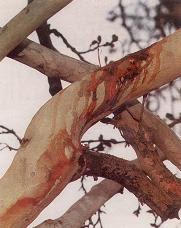 Bleeding Trees | Paranormal Arabia - English