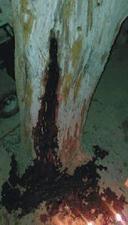 Bleeding Trees | Paranormal Arabia - English
