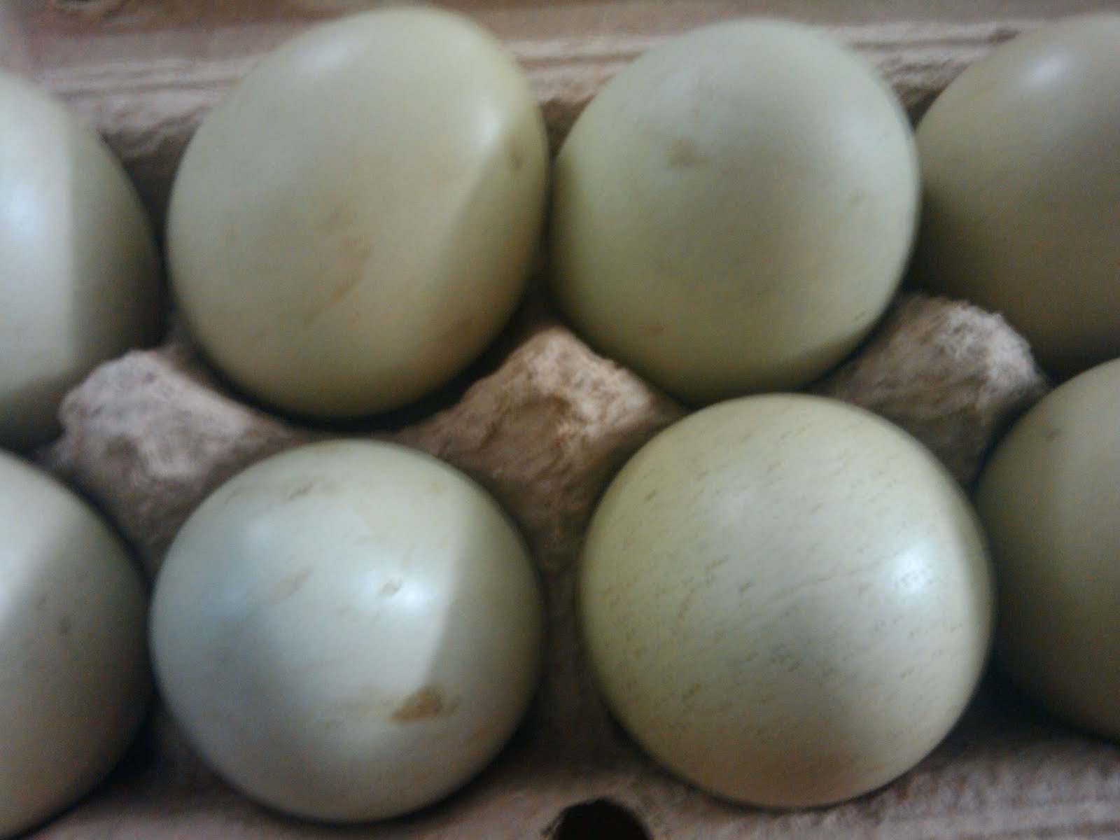 blog.cristianfigueroa.com: Patos en la nieve y gallinas #mapuches de ...