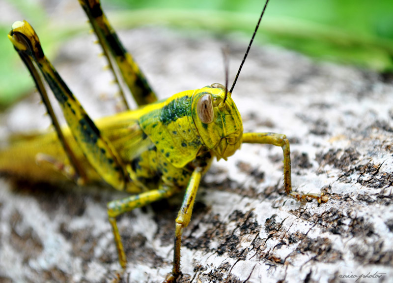 Through The Lens: belalang... oh belalang...