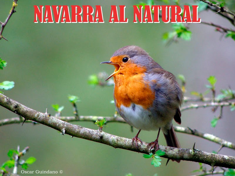 Navarra al natural: Rarezas en Navarra 2014