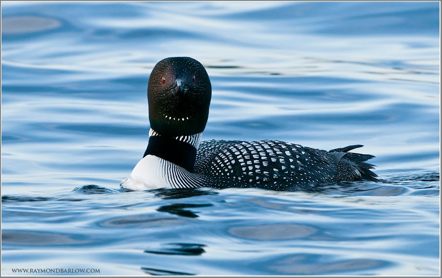 Raymond Barlow Photography: Loons of Ontario
