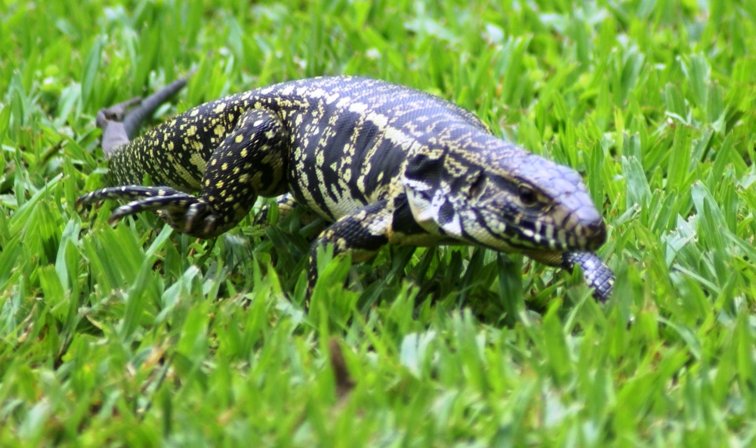 Fauna e Flora da Mata Atlântica: Teiú